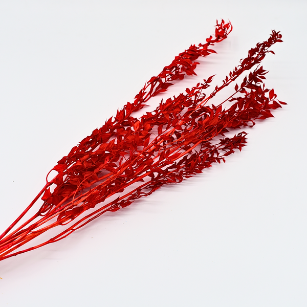 Preserved Italian Ruscus – Bella Bloom SA