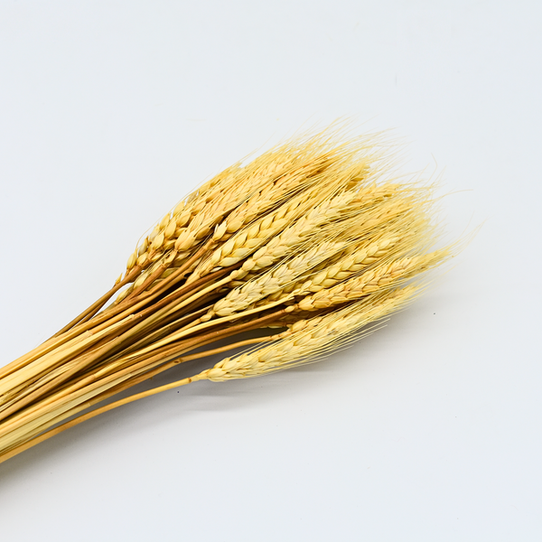 Preserved Wheat – Bella Bloom SA